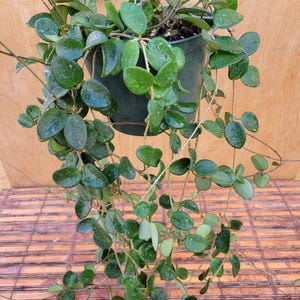 Hoya Mathilde in a 6 Inch Pot / Many Peduncles / Well Established ...