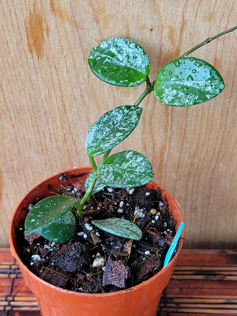 Hoya Mathilde Splash in a 3 Inch Pot / Well Established / Beautiful ...