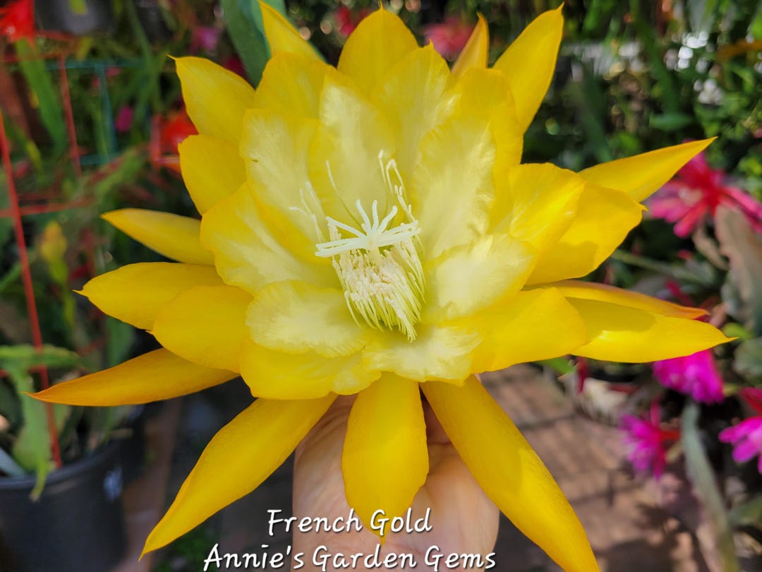 Epiphyllum French Gold in 4 Inch Pots / Large Flower / Well Rooted ...