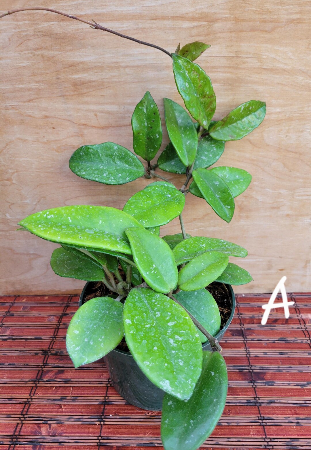 Hoya Millie Sms019 in 6 Inch Pots / Beautiful Flowers / Exact Plants - Etsy