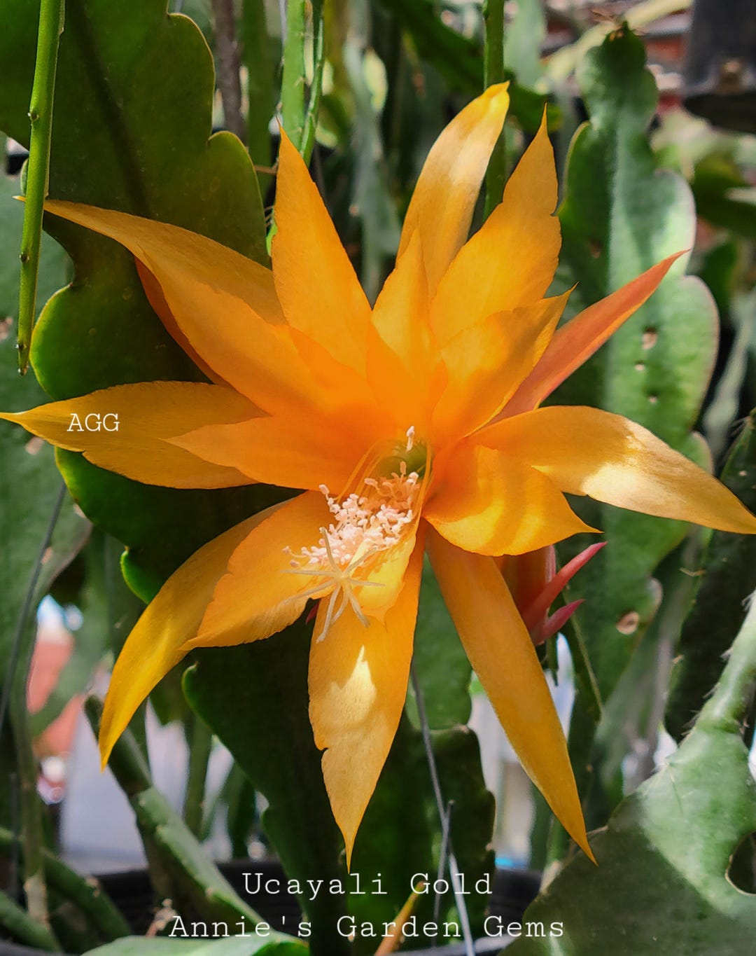 Epiphyllum Ucayali Gold in 4 Inch Pots / Well Rooted / Orchid Cactus ...