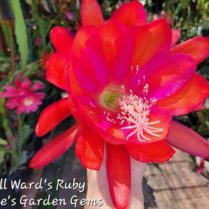 Bill's Ward Ruby Epiphyllum in 4 Inch Pots / Well Rooted / Epicactus ...