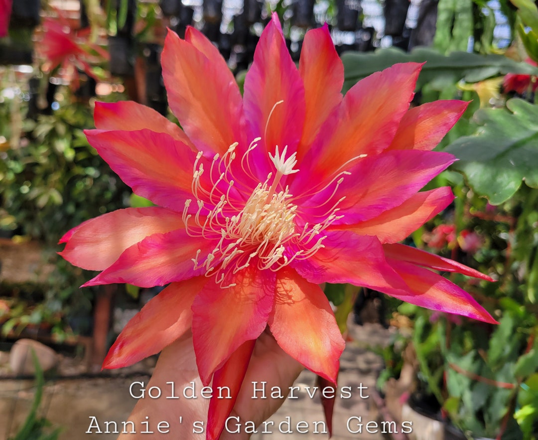 Golden Harvest Epiphyllum in 4 Inch Pots / XL Size Flower / Well Rooted ...