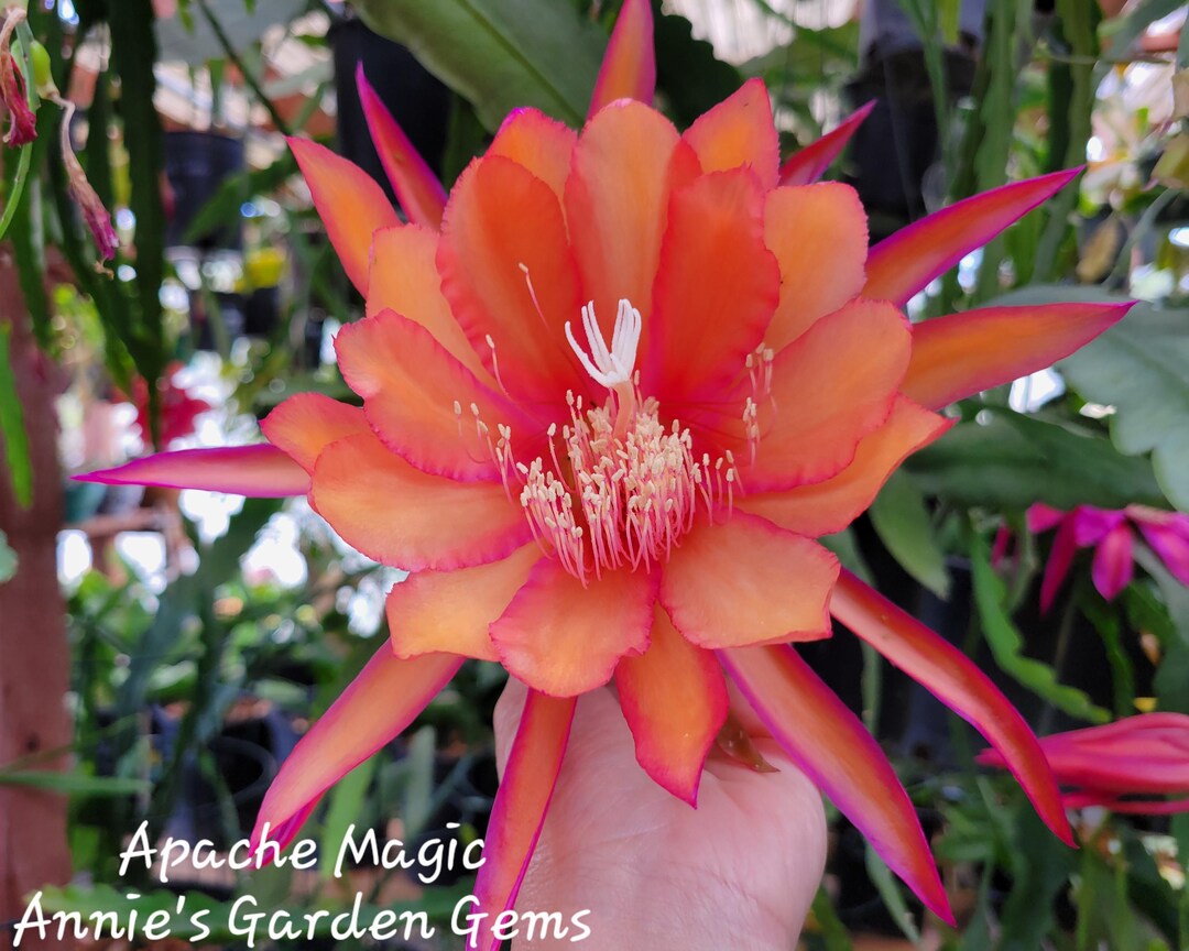 Apache Magic Epiphyllum Cuttings / Large Flowers / Epicactus / Seller ...