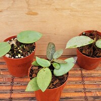 Hoya Compacta - Etsy