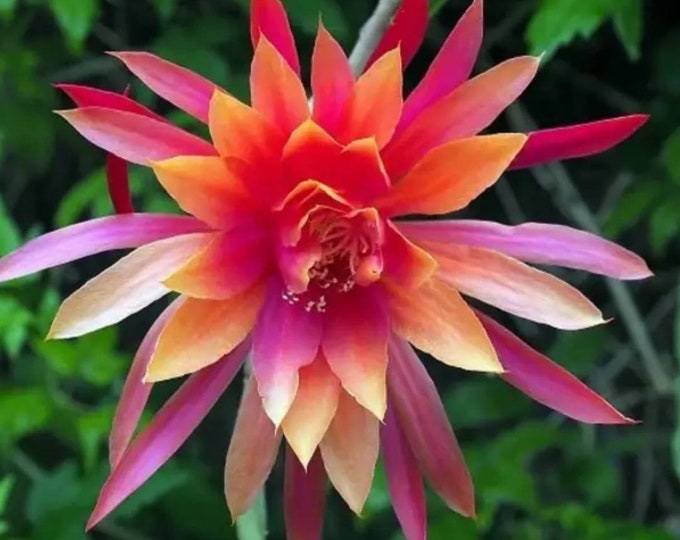 Epiphyllum CLARITY'S ELIN in a 2.5 Inch Pot / RARE / Orchid Cactus ...