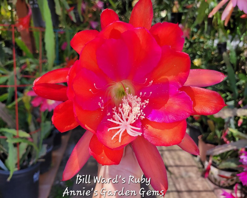 Bill's Ward Ruby Epiphyllum in 4 Inch Pots / Well Rooted / Epicactus ...