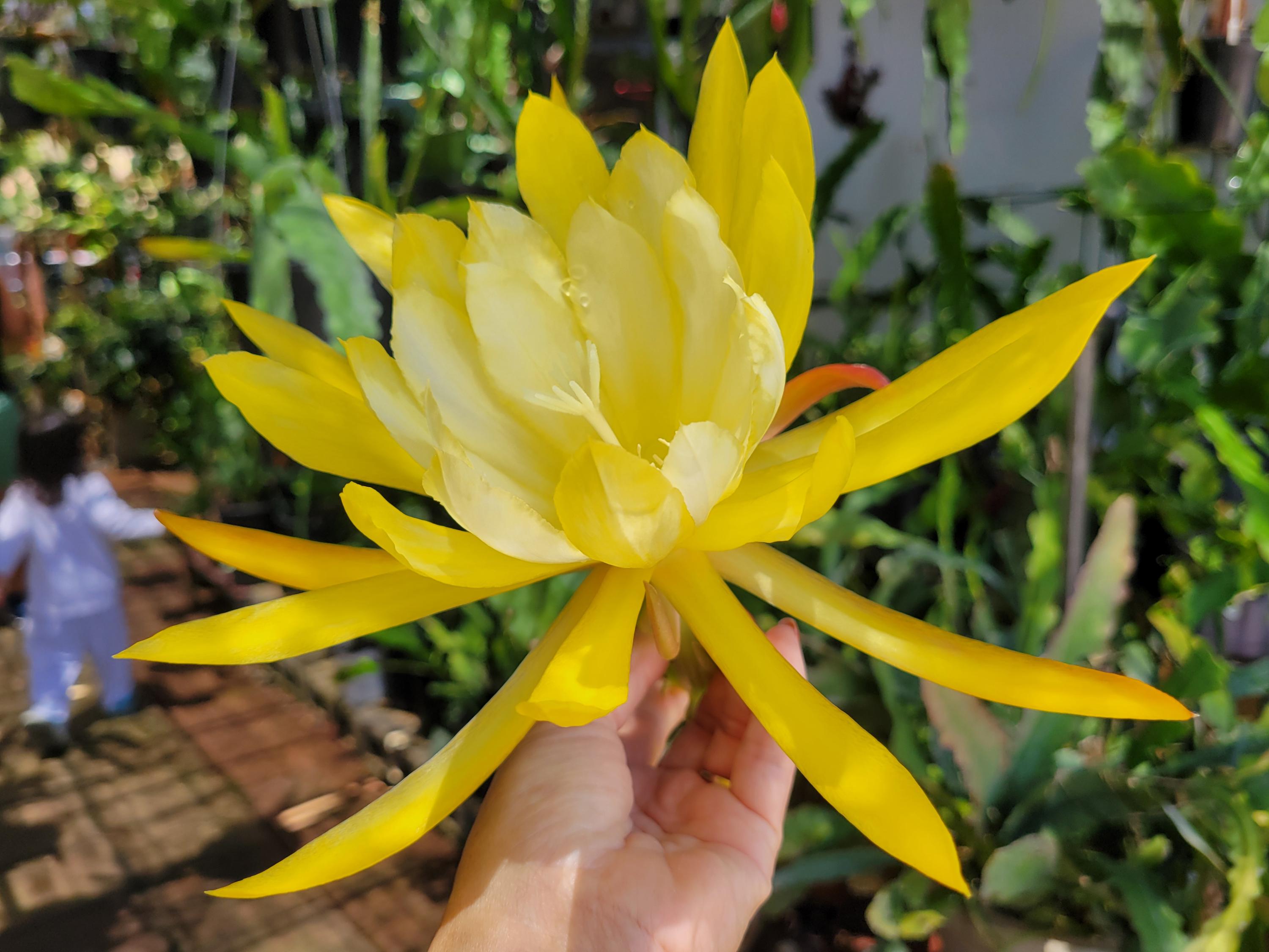 Sonoma Sunshine Epiphyllum in 4 Inch Pots / Large Fragrant Flowers / Orchid Cactus / Well ...