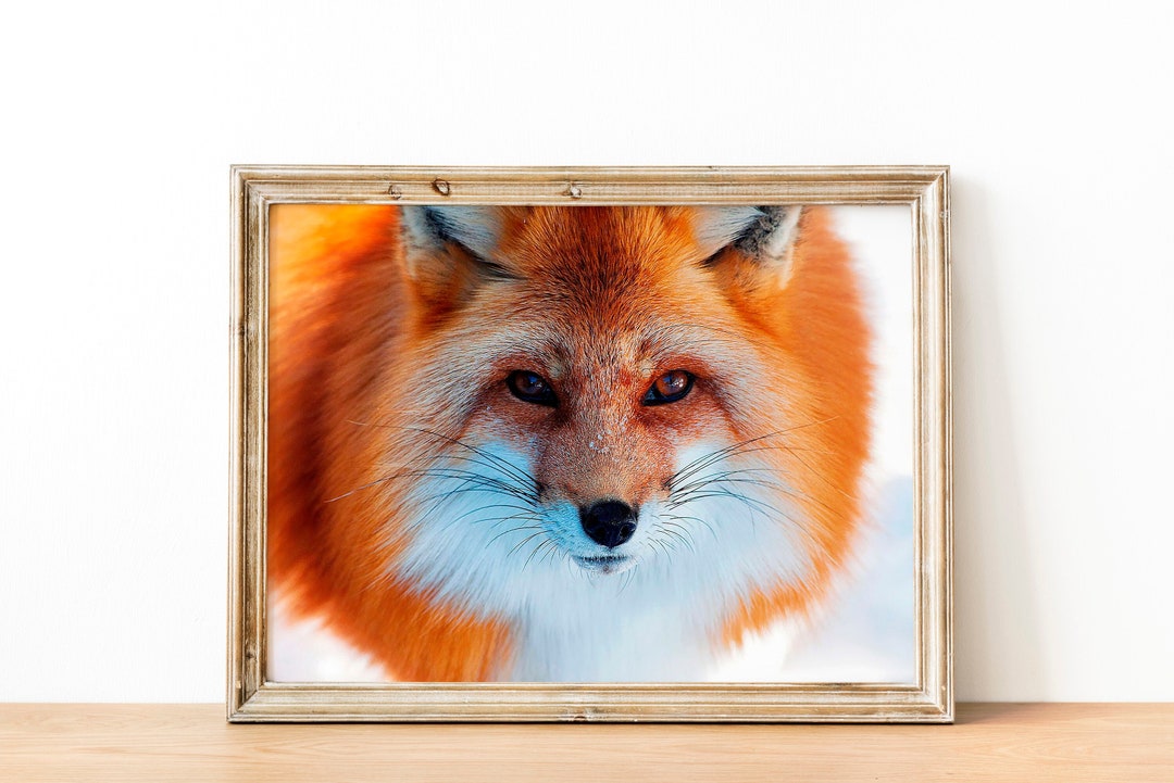 Red Fox Poster Printable, Wild Animal Picture, Wall Art Decor ...
