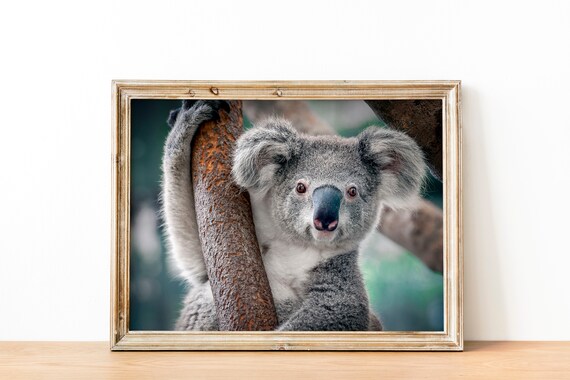 Koala Poster Wall Decor Printable Banner Download Print | Etsy