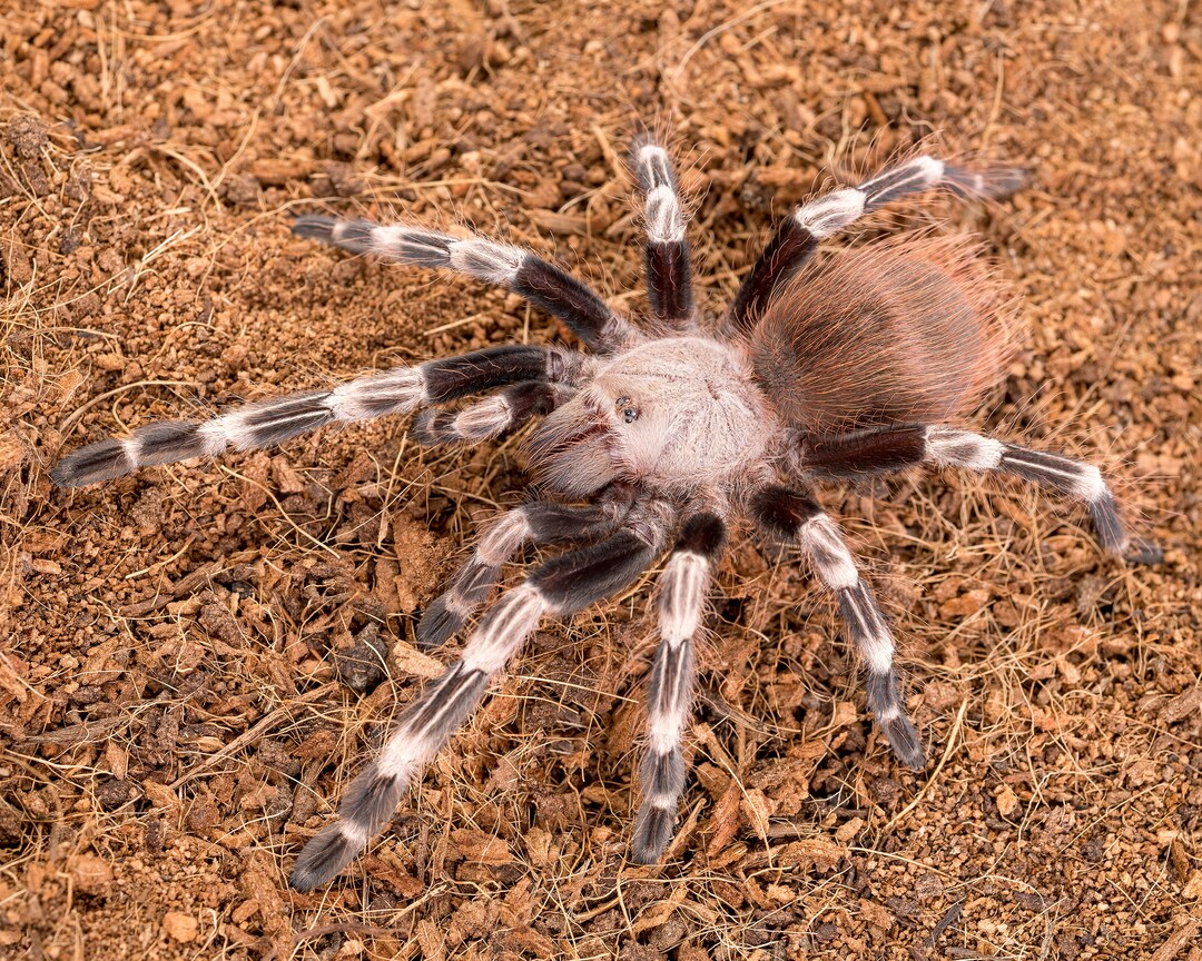 Digital Download: Nhandu Chromatus Tarantula Photo - Etsy