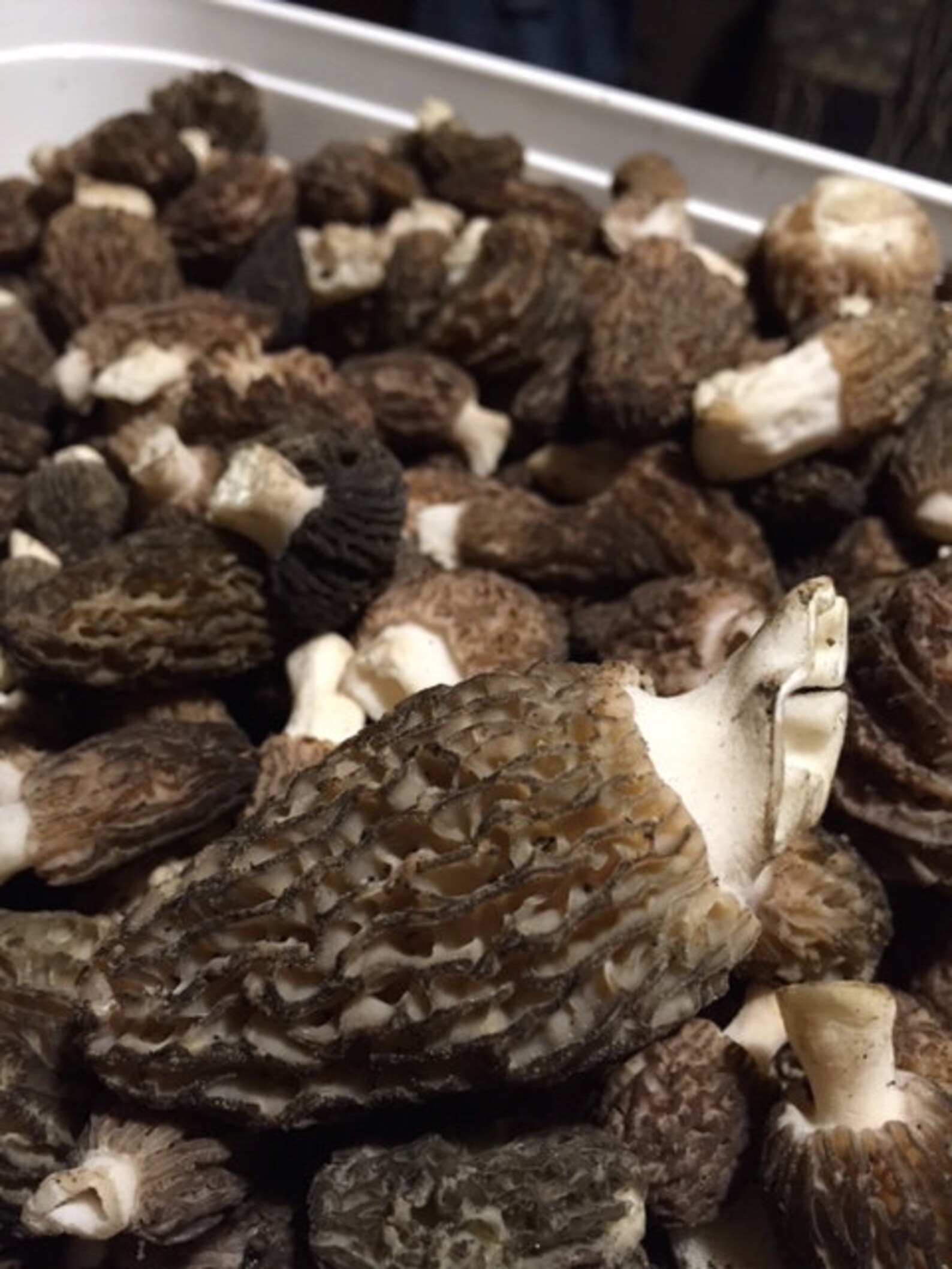 Burn Morels - A Modern Forager's Guide to Finding Mushrooms - Etsy