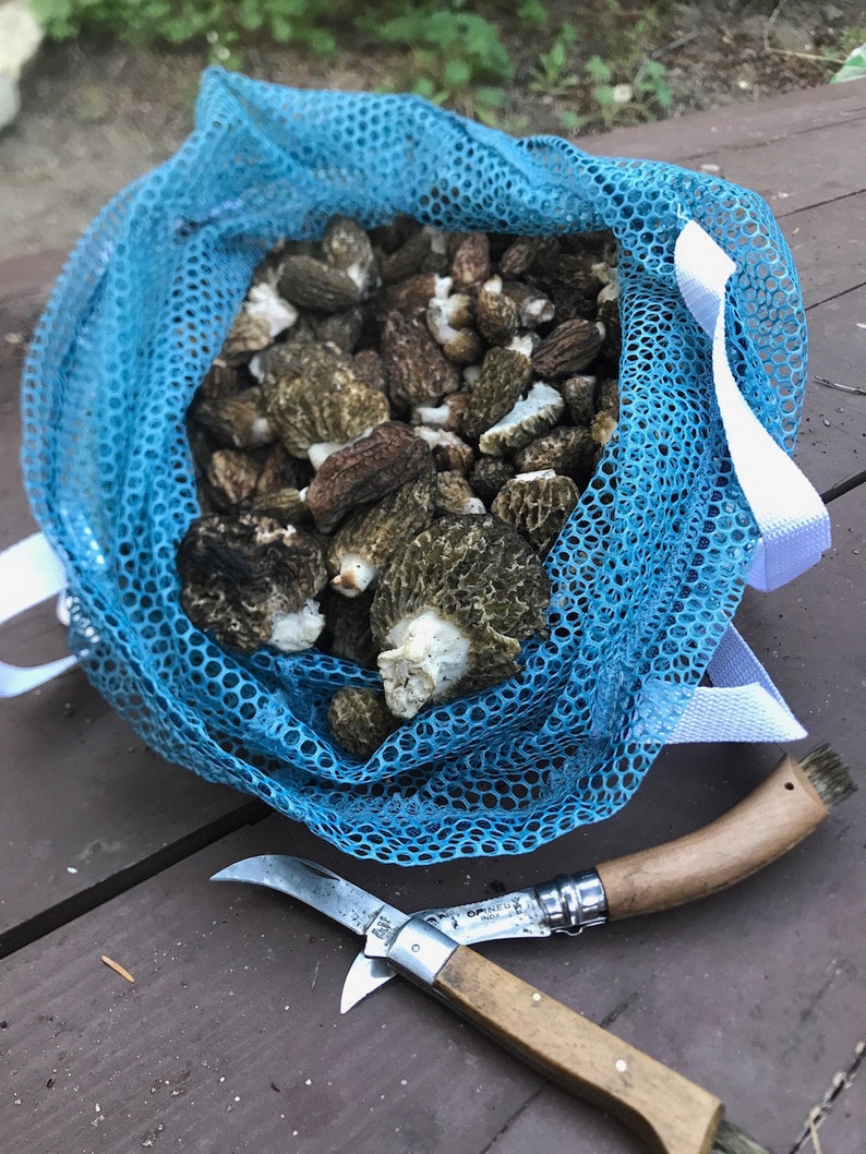 Burn Morels - A Modern Forager's Guide to Finding Mushrooms - Etsy