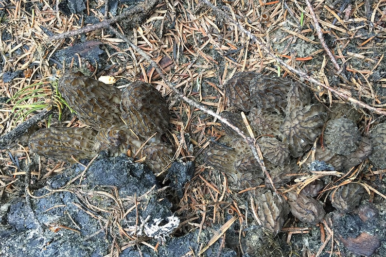 Burn Morels - A Modern Forager's Guide to Finding Mushrooms - Etsy