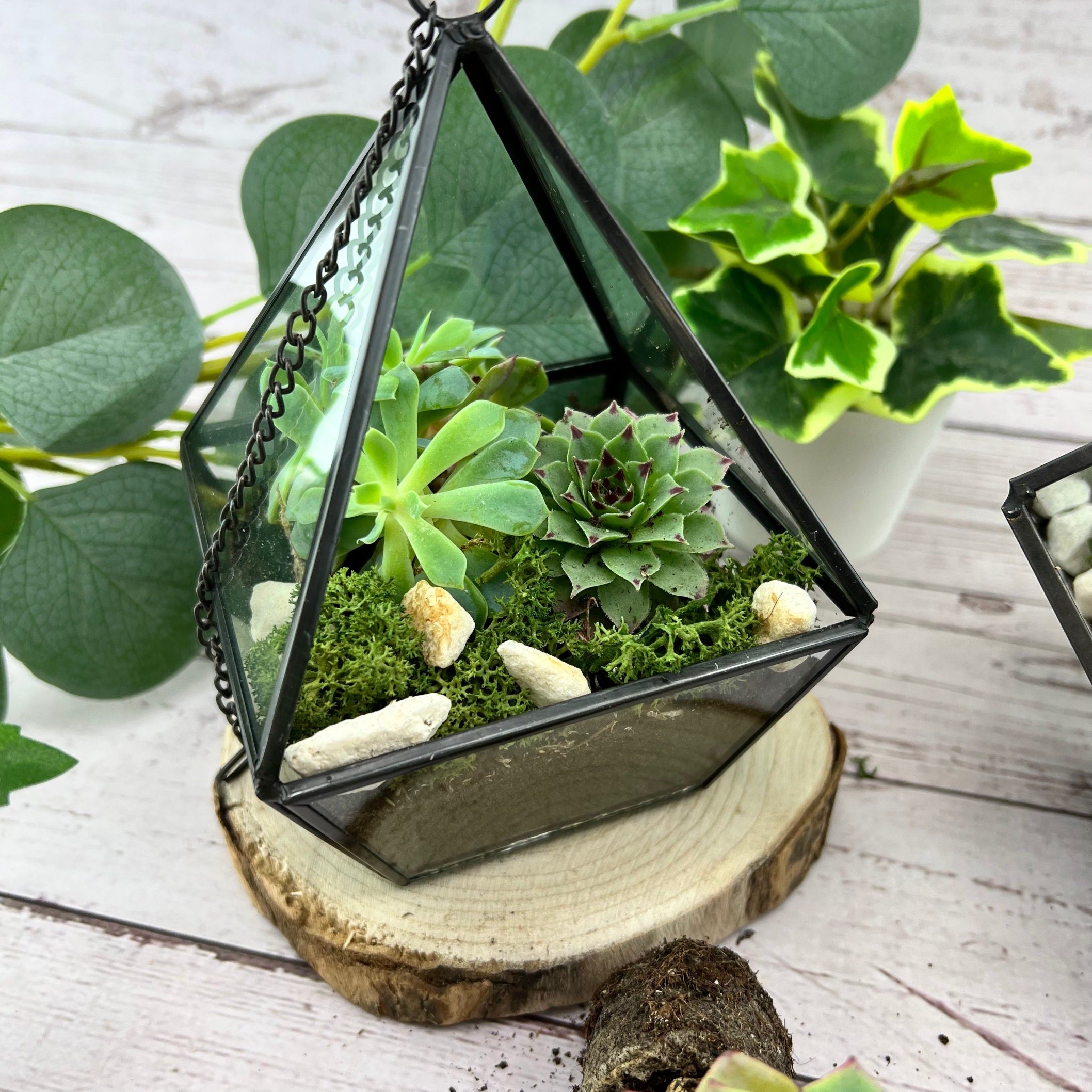 COMPLETE Terrarium Kit With Plants and Glass Geometric - Etsy UK