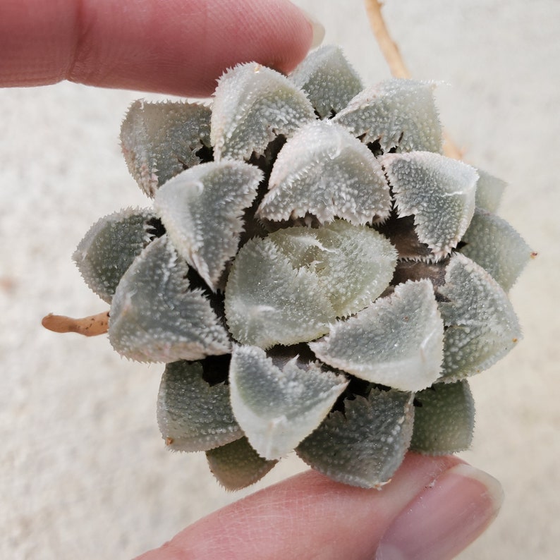 Haworthia Cv. 'hakuteijyo' Mutant - Etsy