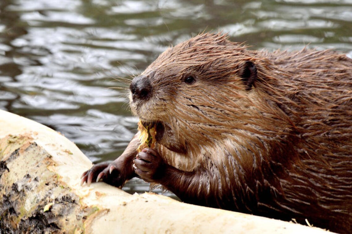 Castoreum Tincture Strong - Etsy