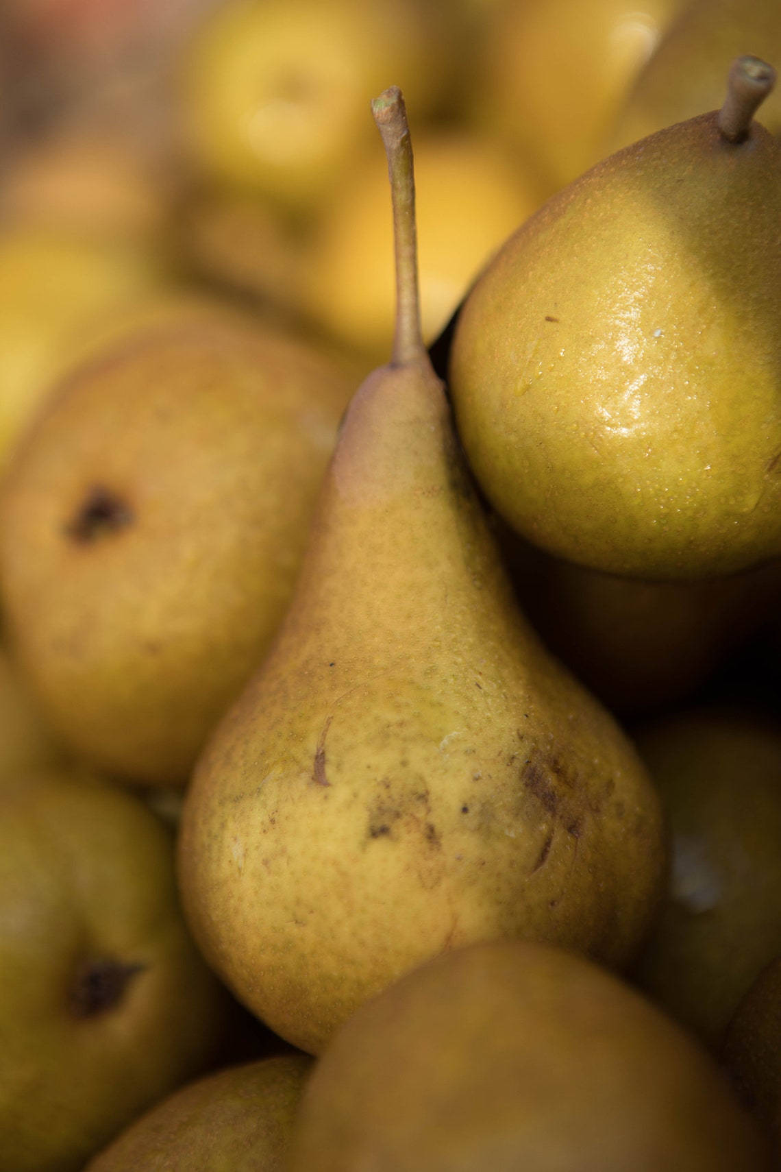Bosc Pear 2 , Farmers Market - Etsy