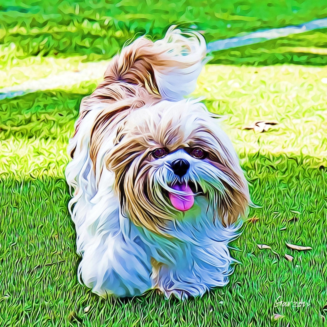Adorable Shih Tzu Digital Art Print - Etsy