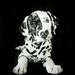 Custom Pet Portrait Hand Drawn Pet Portrait Pet Drawing Pet Portrait ...
