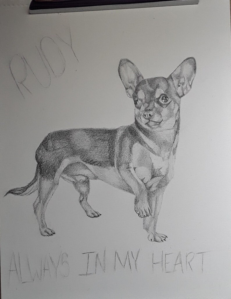 Custom Pet Portrait Hand Drawn Pet Portrait Pet Drawing - Etsy