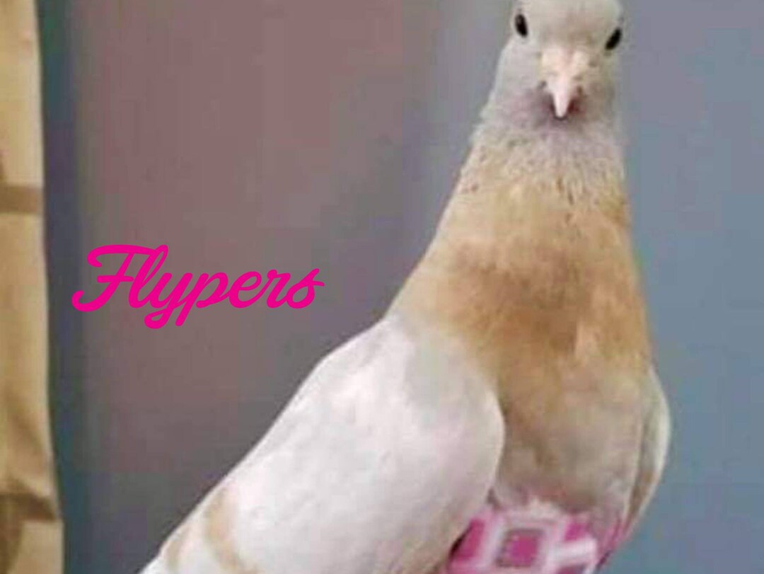 Size 9.5 Pigeon Flyper 500g 550g Bird Diaper for Racing/homer Pigeon ...
