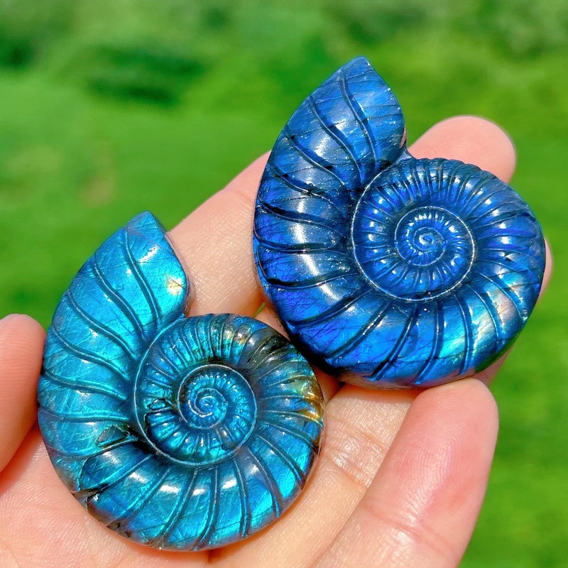 Conch Shell Art - Etsy