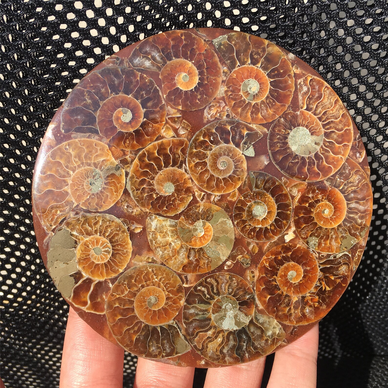 100g Natural Ammonite Quartz Crystal Disc Fossil Conch | Etsy