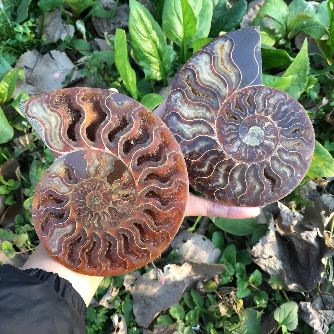 1200g+ A Pair Natural Rare Ammonite Fossil Conch,quartz Crystal Fossil ...