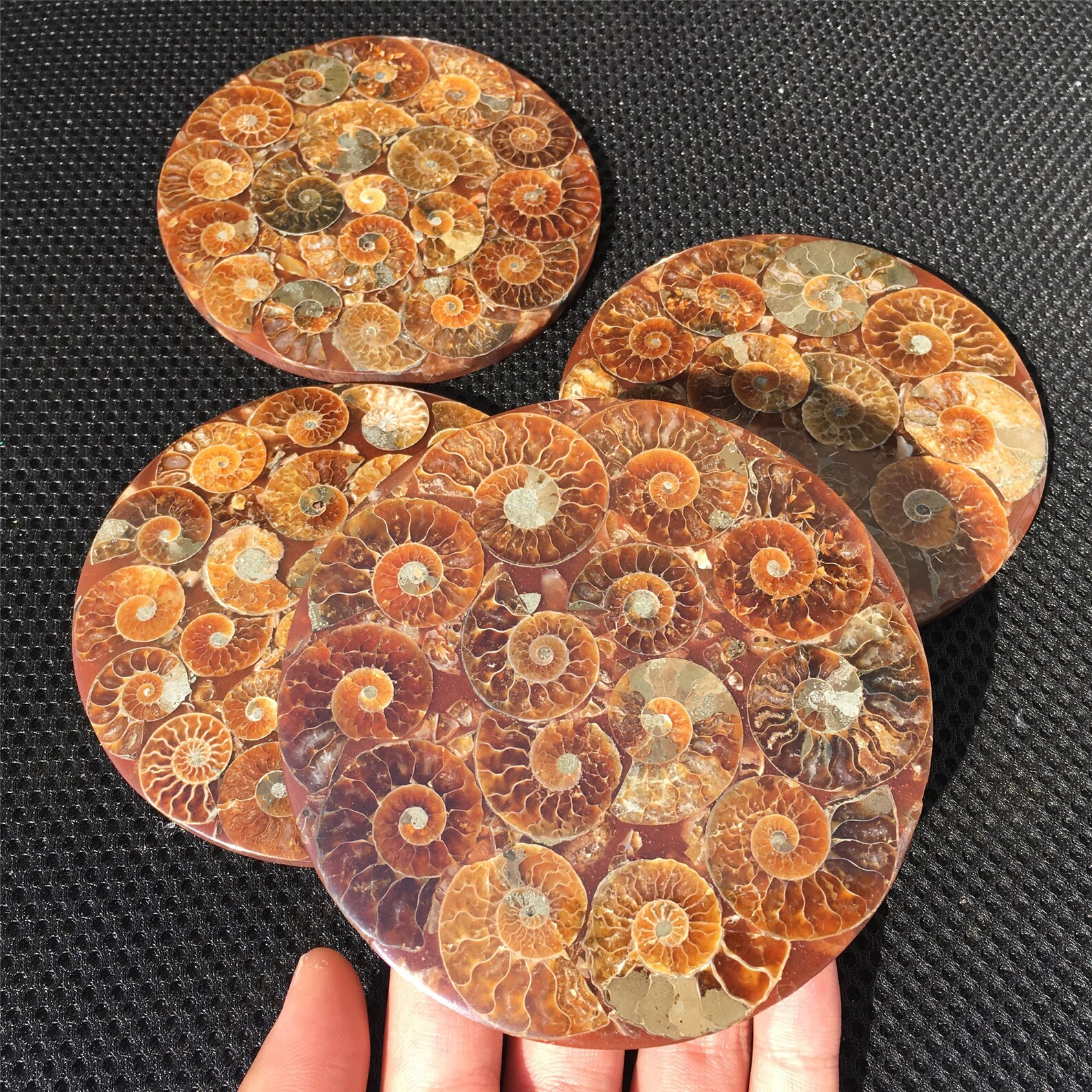 100g Natural Ammonite Quartz Crystal Disc Fossil Conch | Etsy