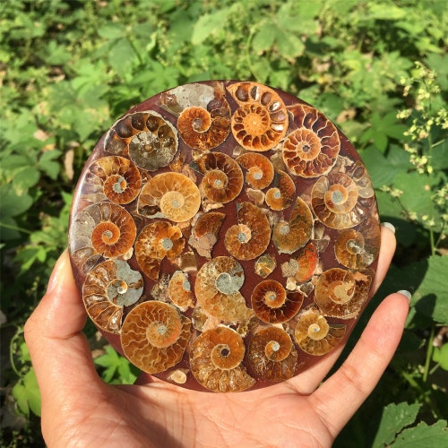 100g Natural Ammonite Quartz Crystal Disc Fossil Conch | Etsy
