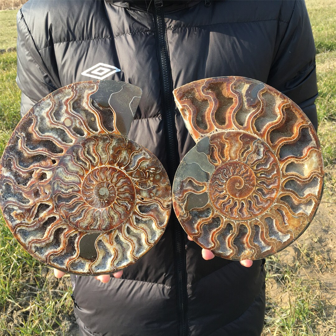 1.98LB A Pair Natural Rare Ammonite Fossil Conch,quartz Crystal Fossil ...