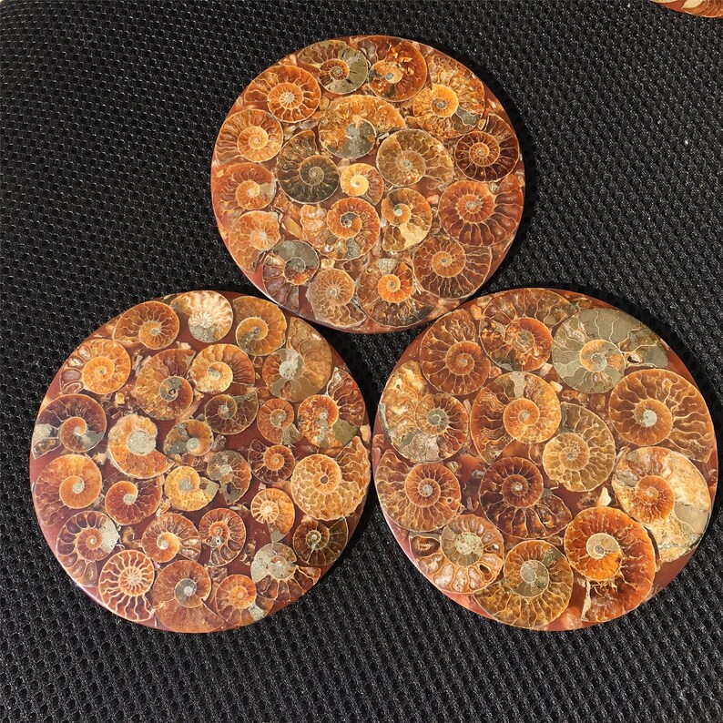 100g Natural Ammonite Quartz Crystal Disc Fossil Conch | Etsy