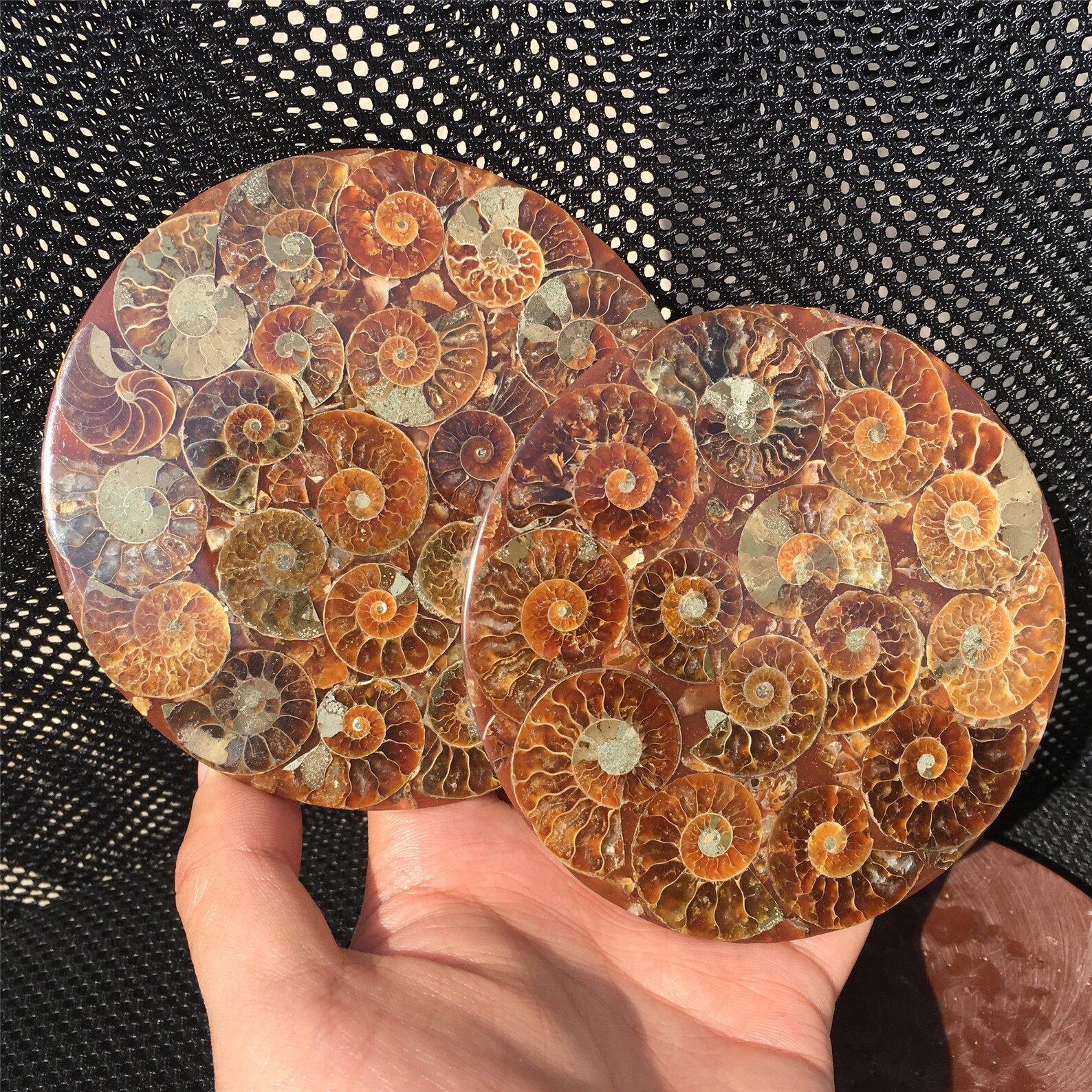 100g Natural Ammonite Quartz Crystal Disc Fossil Conch | Etsy