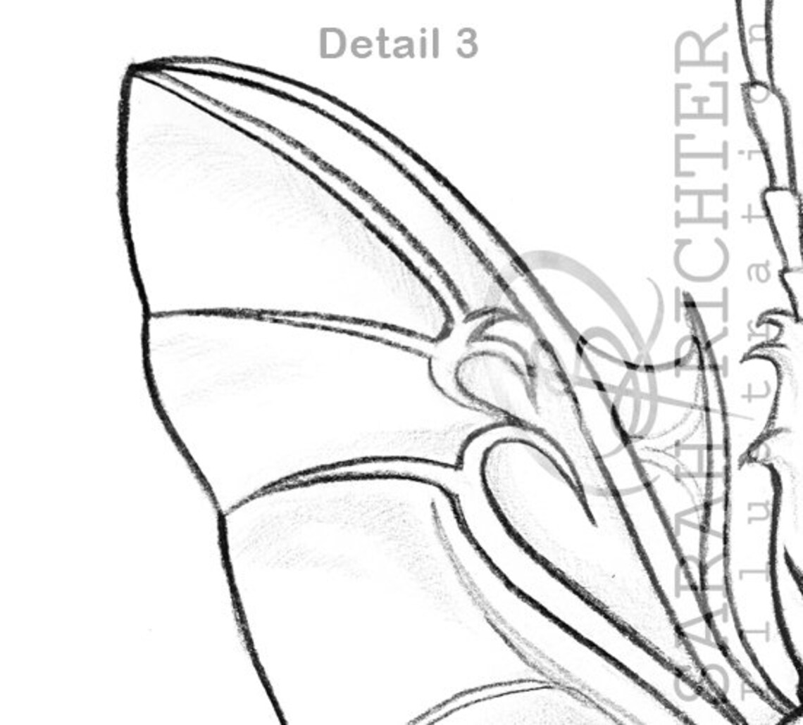 Scarab Coloring Page Printable Pdf by Sarah Richter - Etsy