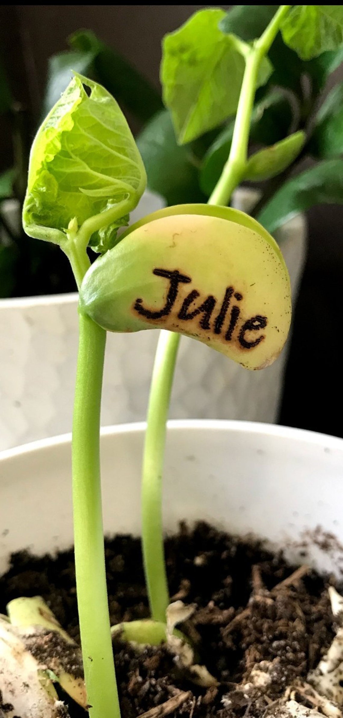 You Are Really Growing On Me Custom Made Personalised Name Etsy you-are-really-growing-on-me-custom-made-personalised-name-etsy