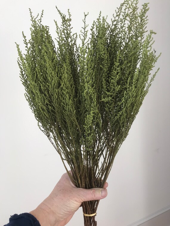 Dried Preserved Moss GREEN Stoebe Leaves Bunch | Etsy