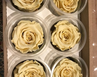 Preserved Rose Heads - Etsy