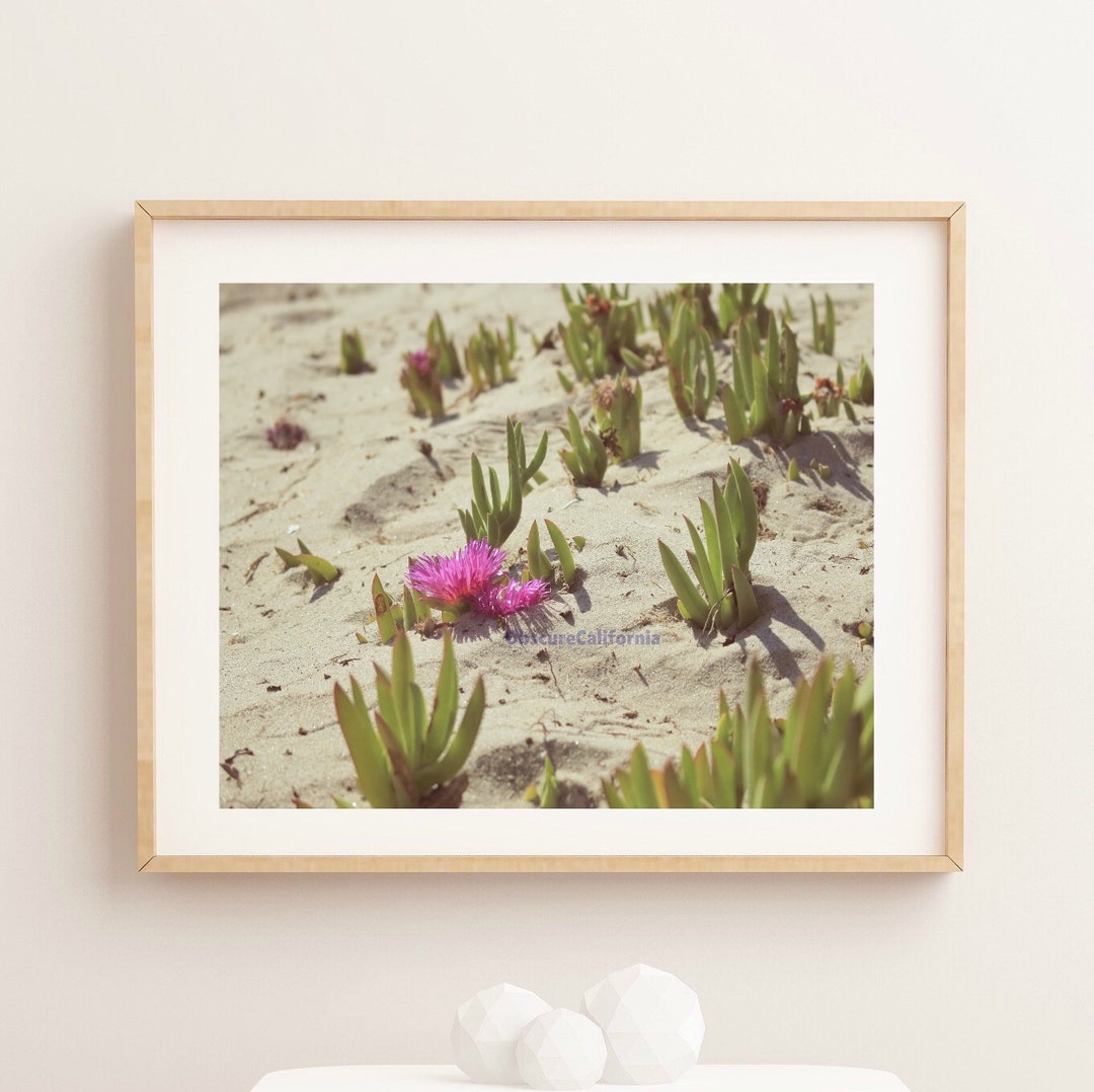 Pink Desert Flower Art Digital Download Beach Desert Sand Springs Boho ...