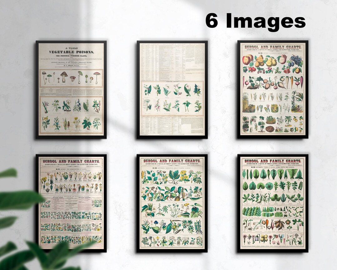 Vintage School BOTANICAL Chart Set, Vintage Botanical Wall Art Print ...