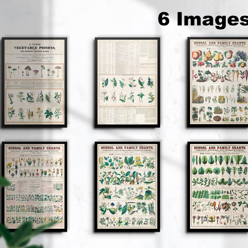 Botanical Poster - Etsy