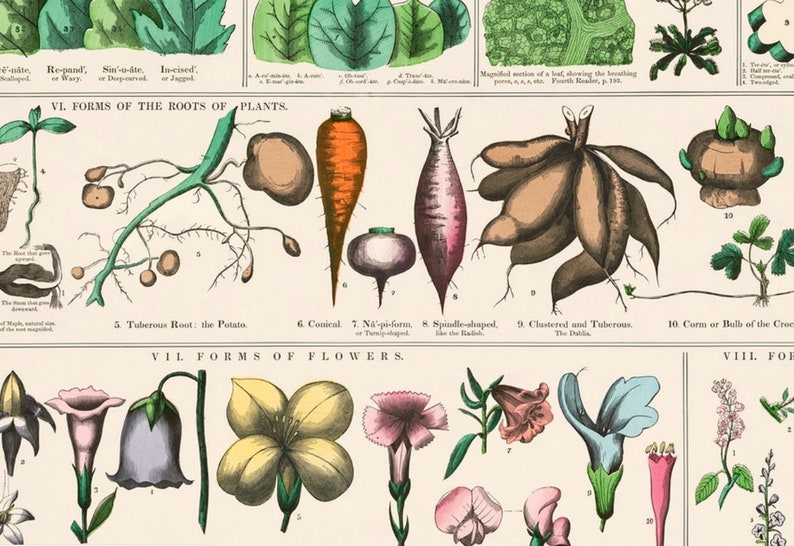 Vintage School BOTANICAL Chart Set Vintage Botanical Wall Art - Etsy