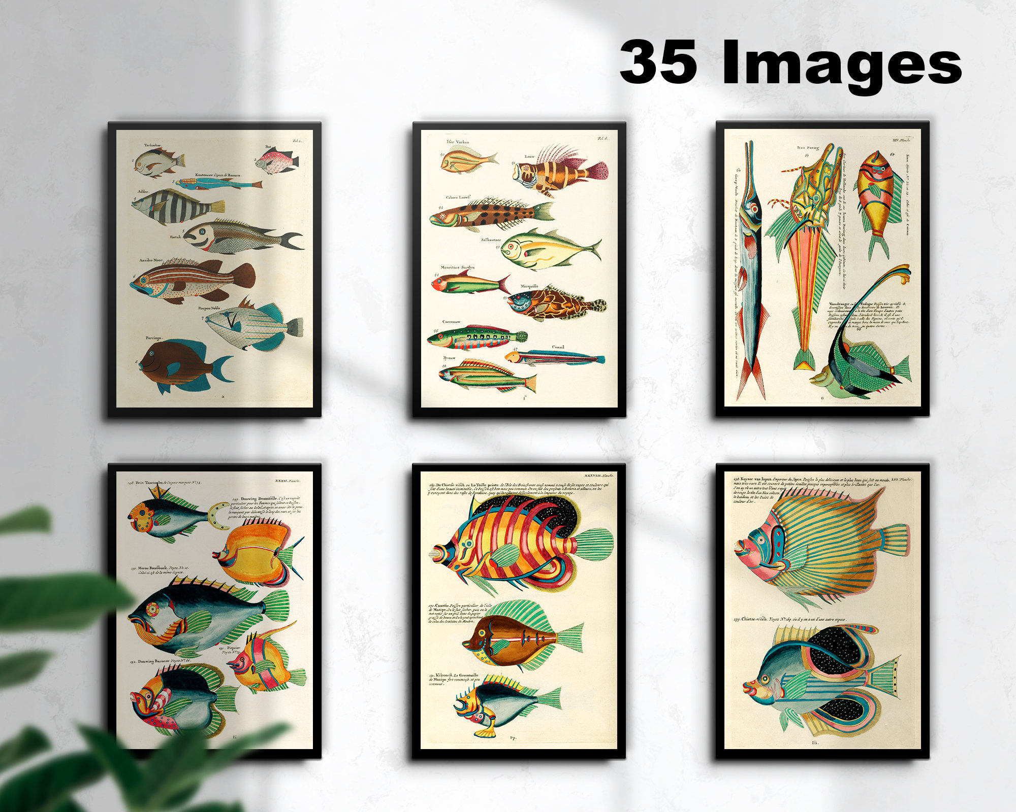 35 Fishing Prints vintage Fishing Poster Breeds of Fish - Etsy
