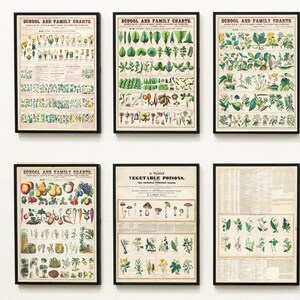 Vintage School BOTANICAL Chart Set, Vintage Botanical Wall Art Print ...