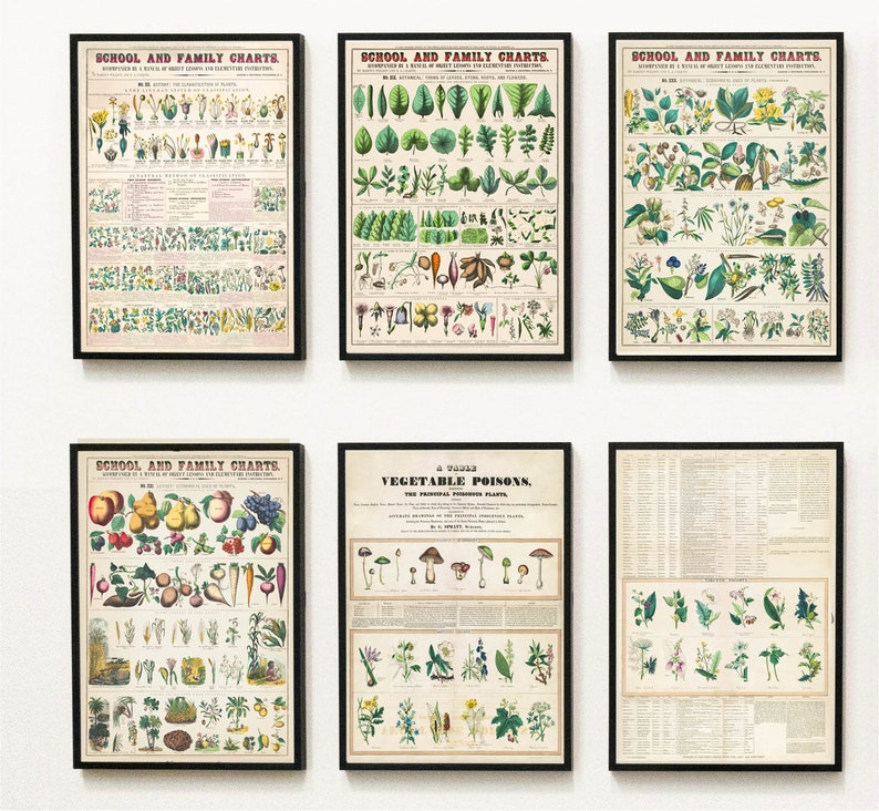 Vintage School BOTANICAL Chart Set Vintage Botanical Wall Art | Etsy