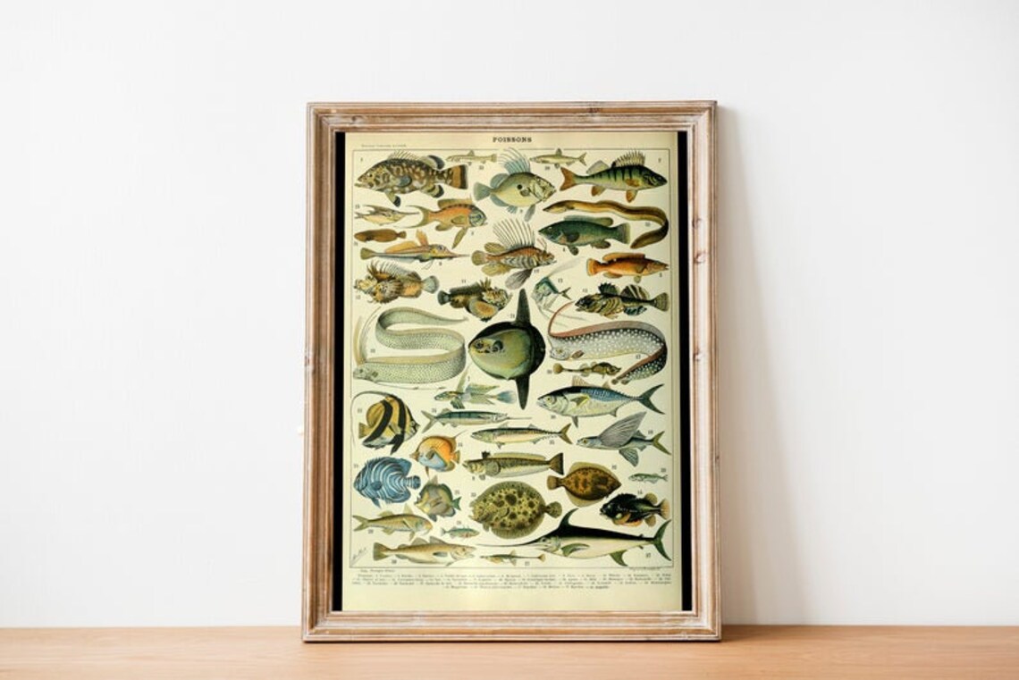 10 Ocean and Fish Posters by Adolphe Millot Wall Hanging | Etsy