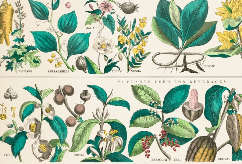 Vintage School BOTANICAL Chart Set Vintage Botanical Wall Art | Etsy