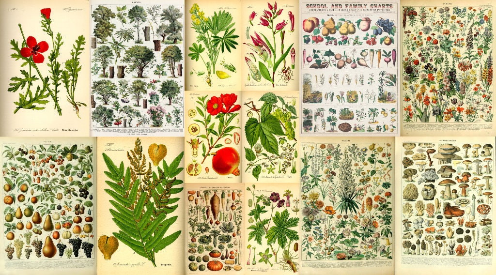 300 Vintage Botanical Wall Collage Kit -botanical Wall Collage Kit ...