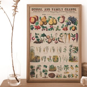 Vintage School BOTANICAL Chart Set, Vintage Botanical Wall Art Print ...