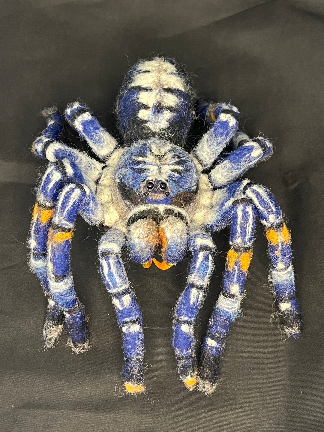 Poecilotheria Metallica Tarantula - Etsy